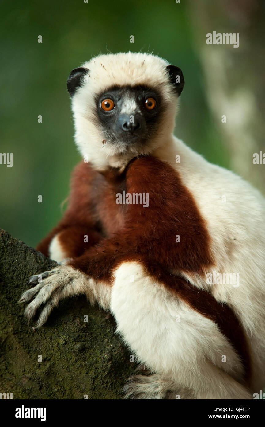 Coquerel’s sifaka hi-res stock photography and images - Alamy