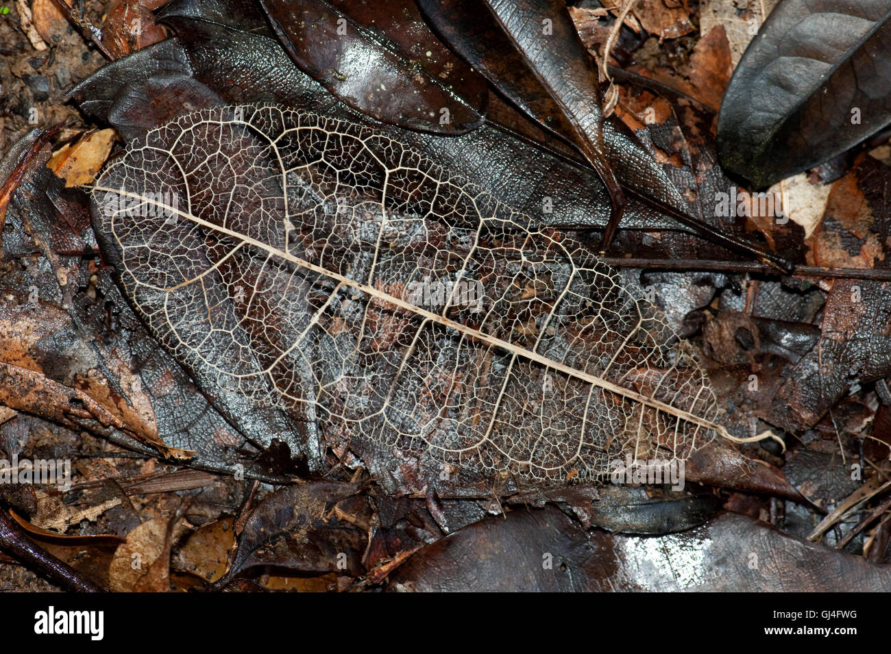 Leaf skeleton hi-res stock photography and images - Alamy