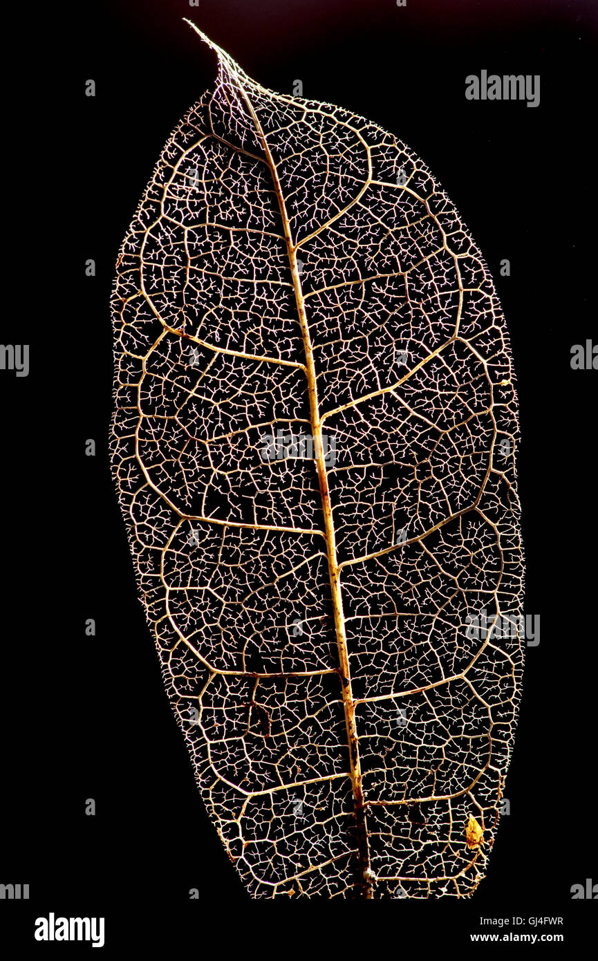 Skeleton leaf pattern hi-res stock photography and images - Alamy