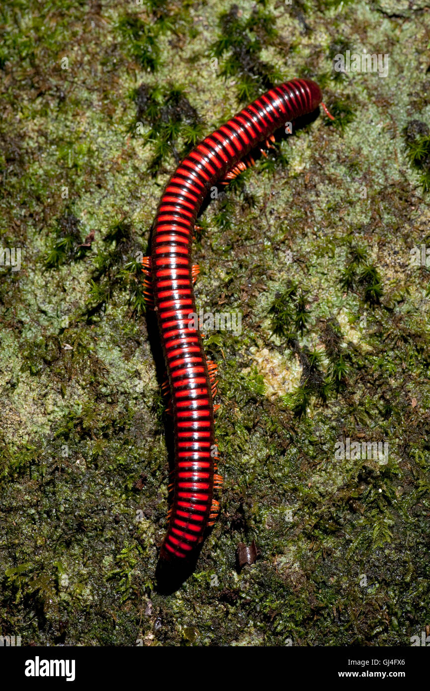 Fire millipede hi-res stock photography and images - Alamy