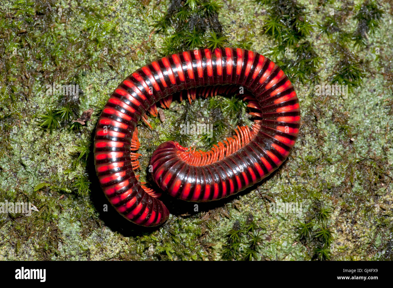 Giant fire millipede hi-res stock photography and images - Alamy