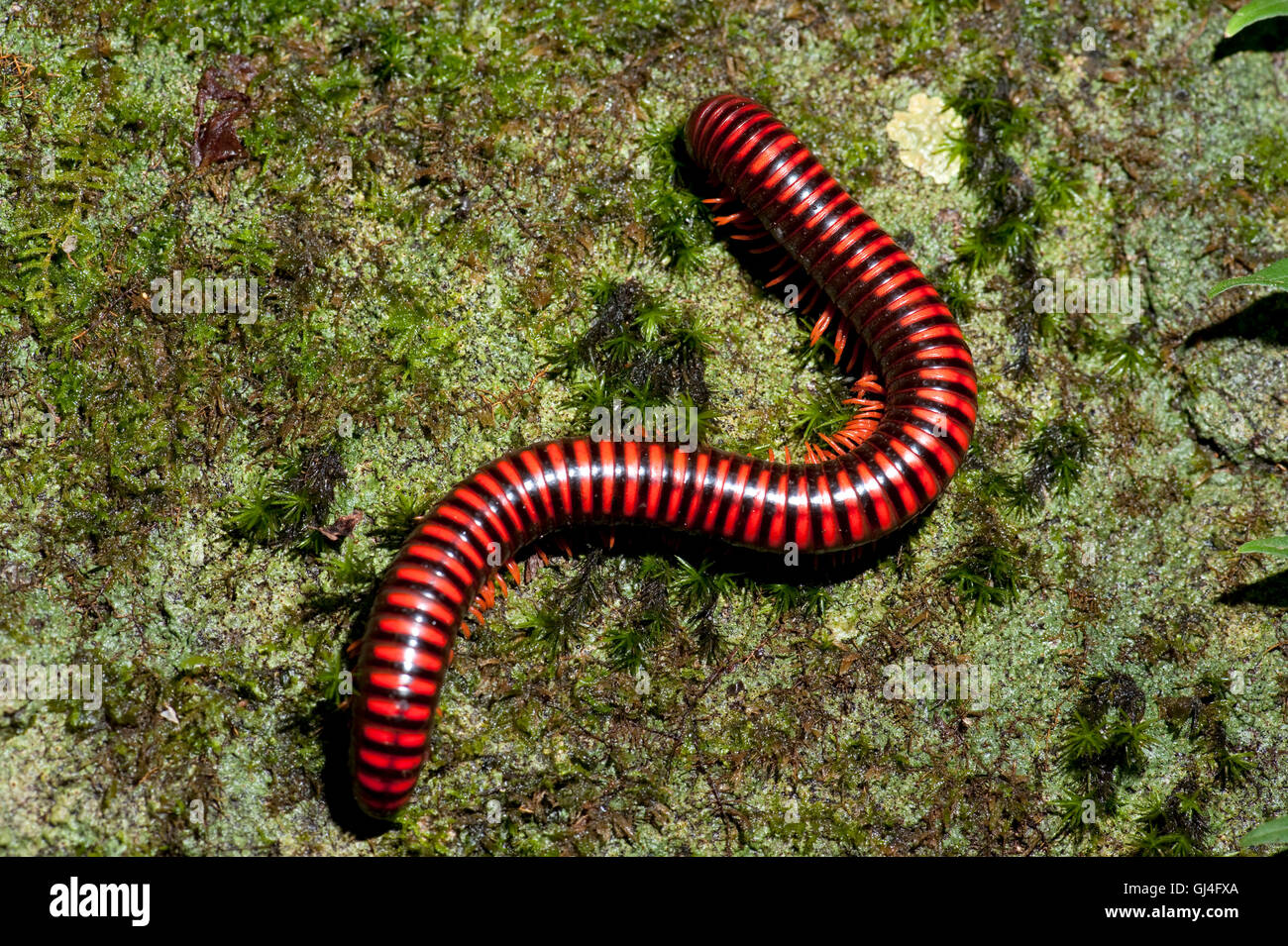 Giant Fire Millipede Aphistogoniulus Corallipes Madagascar Stock Photo ...