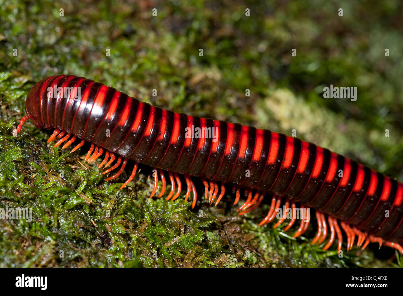 Giant Fire Millipede Aphistogoniulus Corallipes Madagascar Stock Photo ...