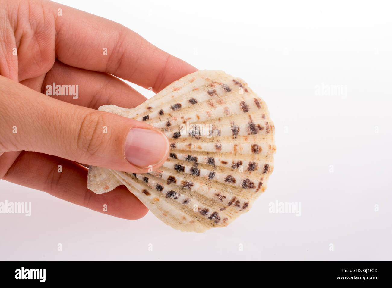 Hand holding Beautiful sea shell on a white background Stock Photo - Alamy