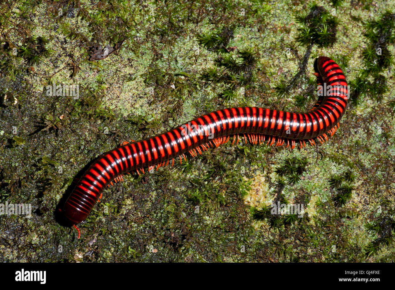 Millipede hi-res stock photography and images - Alamy