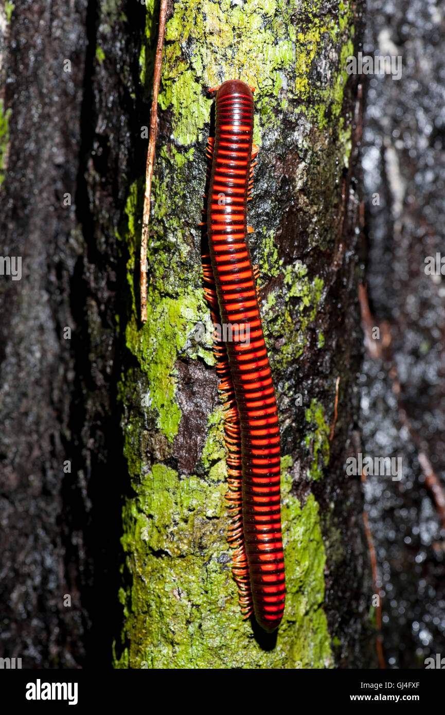 Giant Fire Millipede Aphistogoniulus Corallipes Madagascar Stock Photo ...