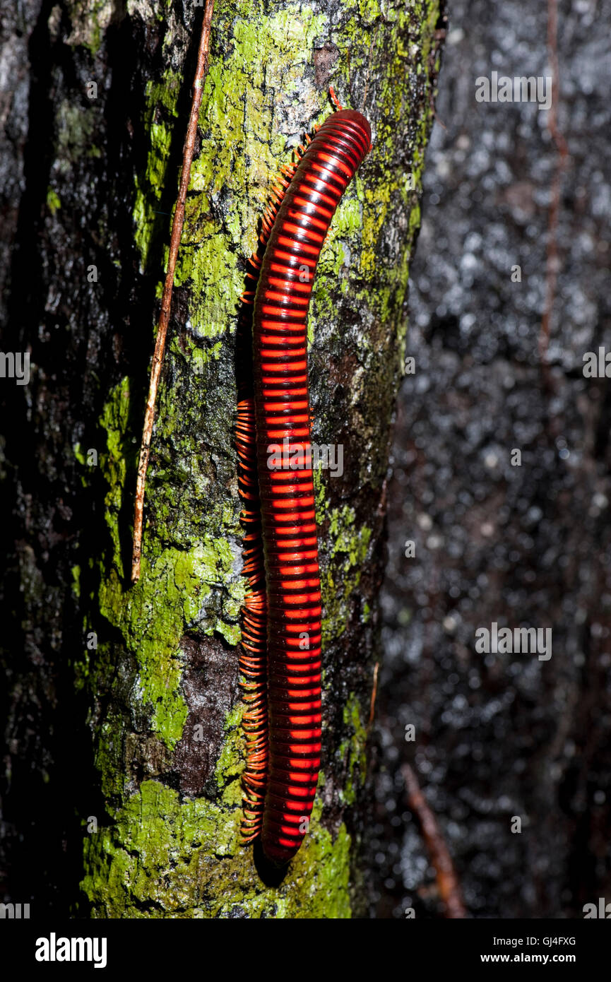 Red millipede hi-res stock photography and images - Alamy
