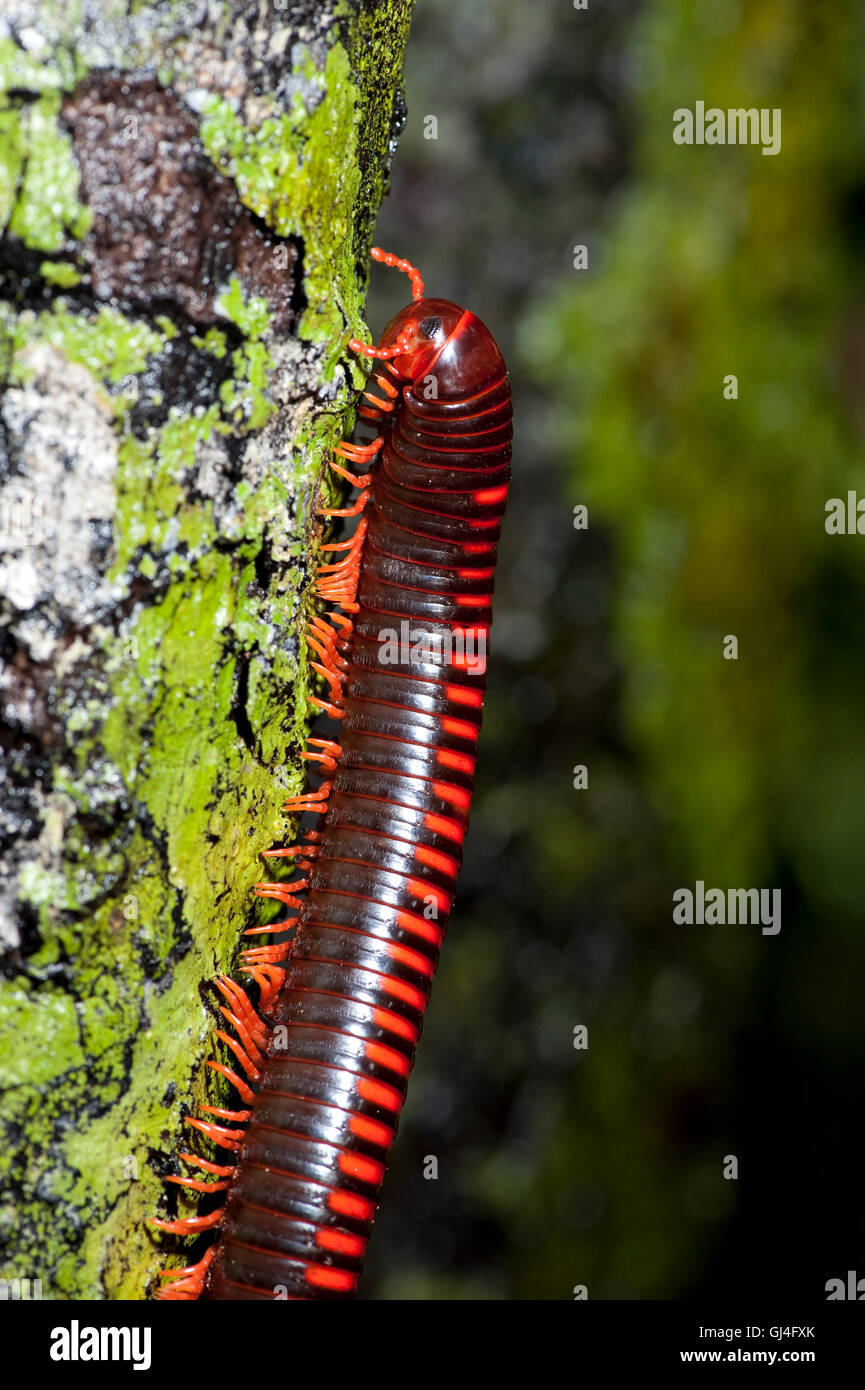 Giant Fire Millipede Aphistogoniulus Corallipes Madagascar Stock Photo ...