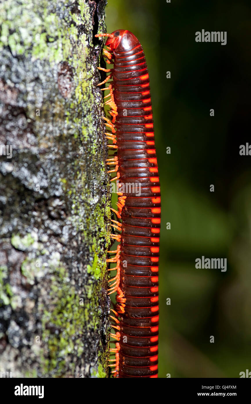Fire millipede hi-res stock photography and images - Alamy