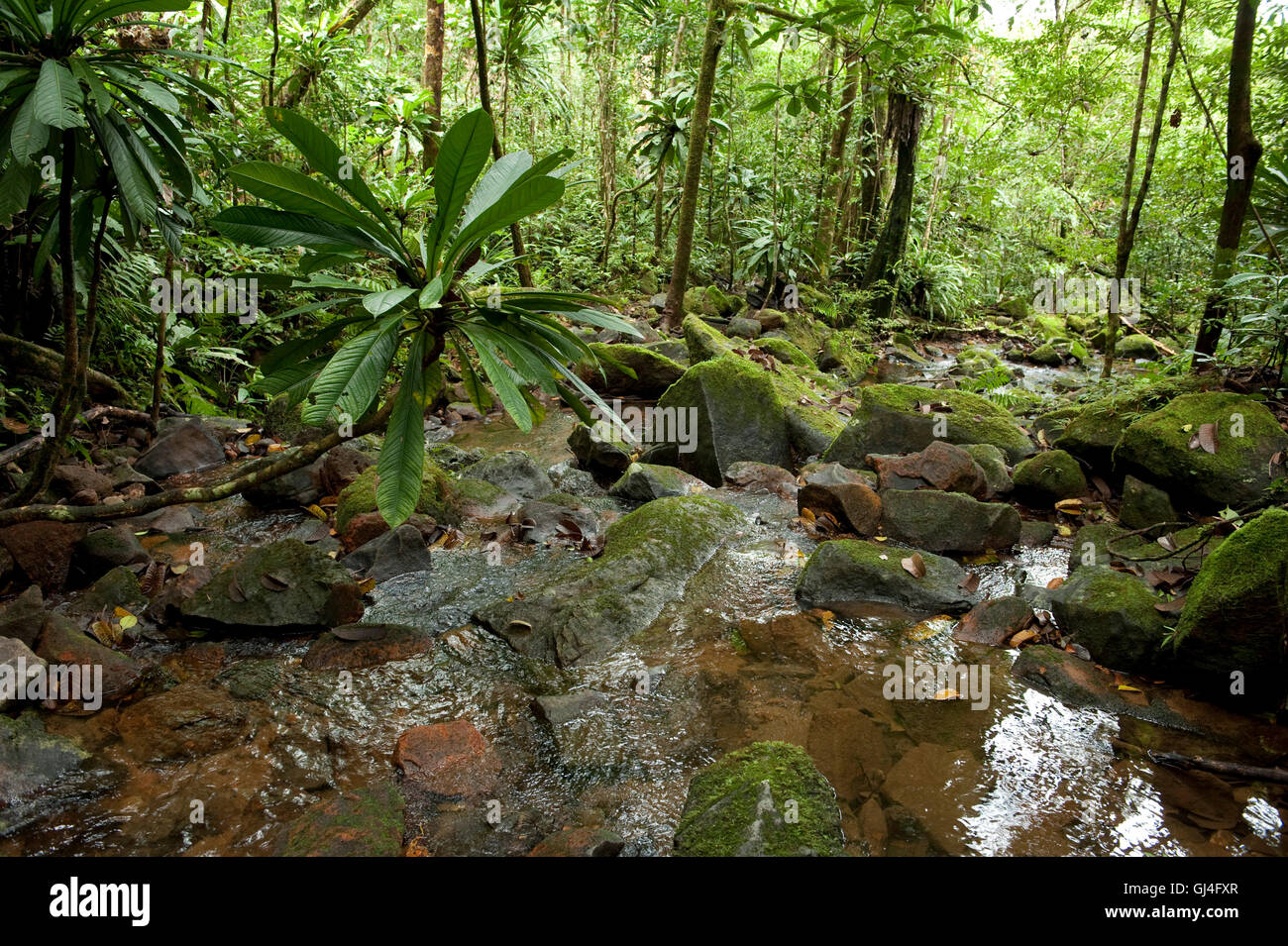 Tropical Rainforest Madagascar Stock Photo - Alamy