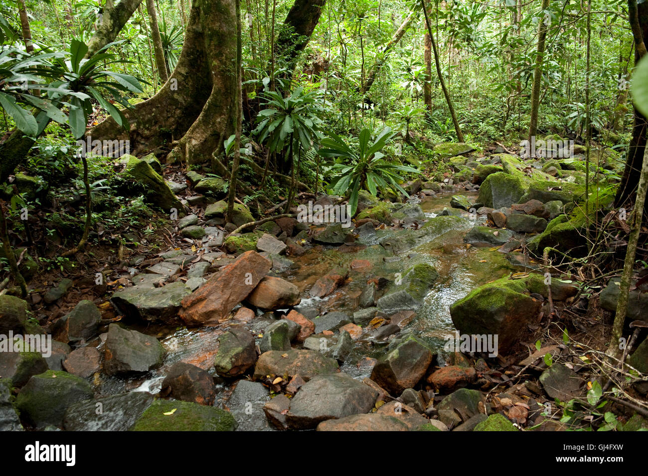 Tropical Rainforest Madagascar Stock Photo - Alamy