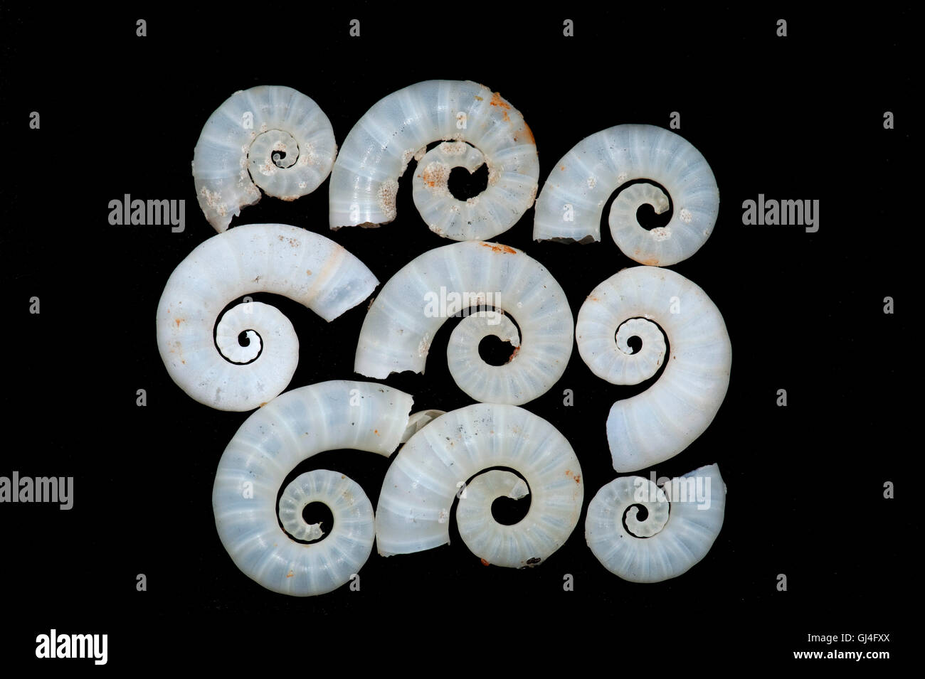 Rams Horn Shell Spirula spirula Madagascar Stock Photo - Alamy