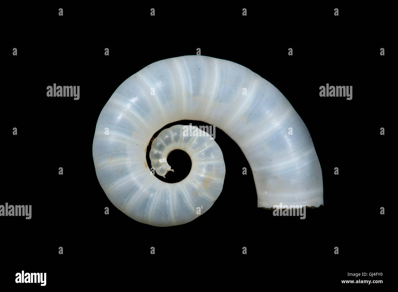 Rams Horn Shell Spirula spirula Madagascar Stock Photo - Alamy
