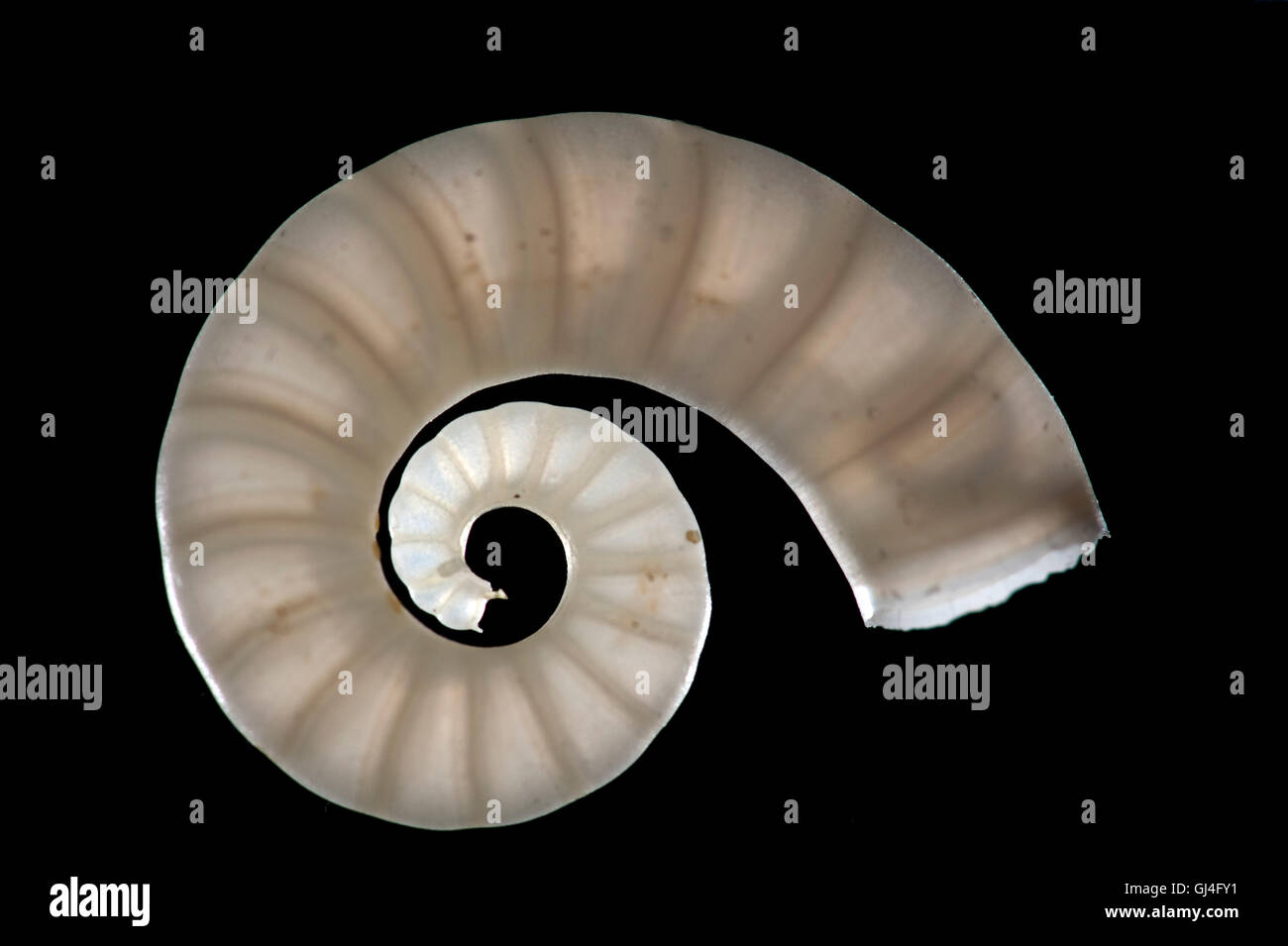 Rams horn africa hi-res stock photography and images - Alamy