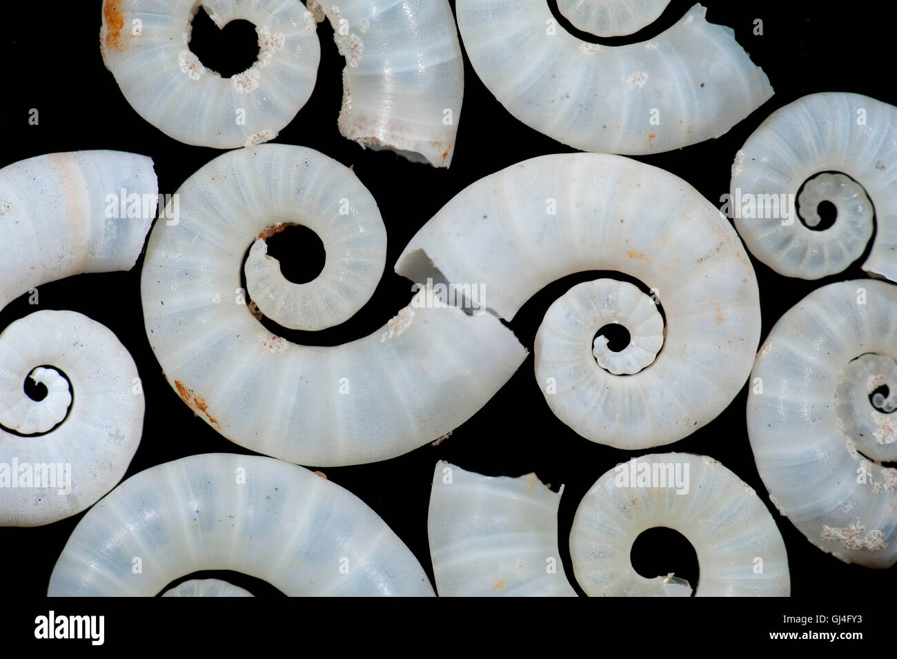 Rams Horn Shell Spirula spirula Madagascar Stock Photo - Alamy