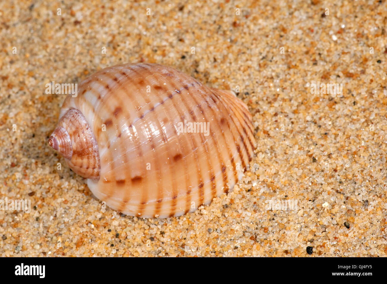 Shell on beach Madagascar Stock Photo - Alamy