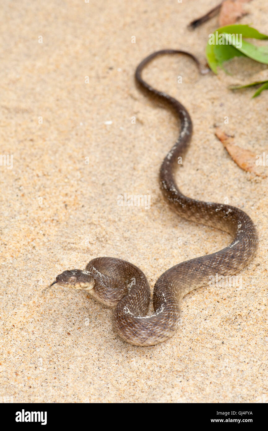 Malagasy Cat Eyed Snake Madagascar Stock Photo - Alamy