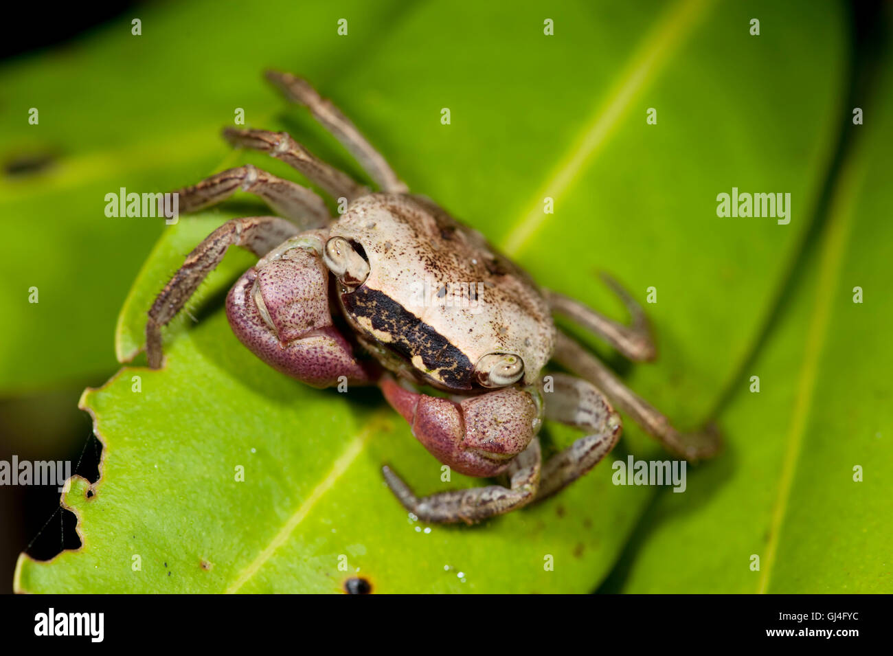 Largest crab hi-res stock photography and images - Alamy