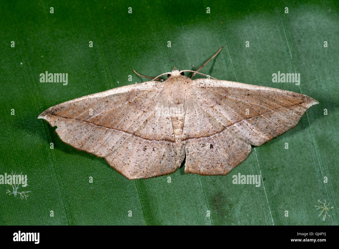 Timandra sp Moth Madagascar Stock Photo - Alamy