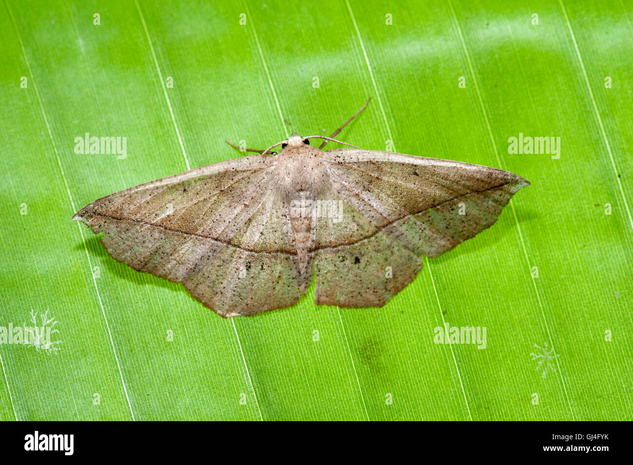 Timandra sp Moth Madagascar Stock Photo - Alamy