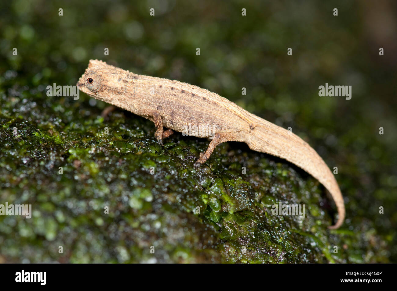 Brookesia hi-res stock photography and images - Alamy