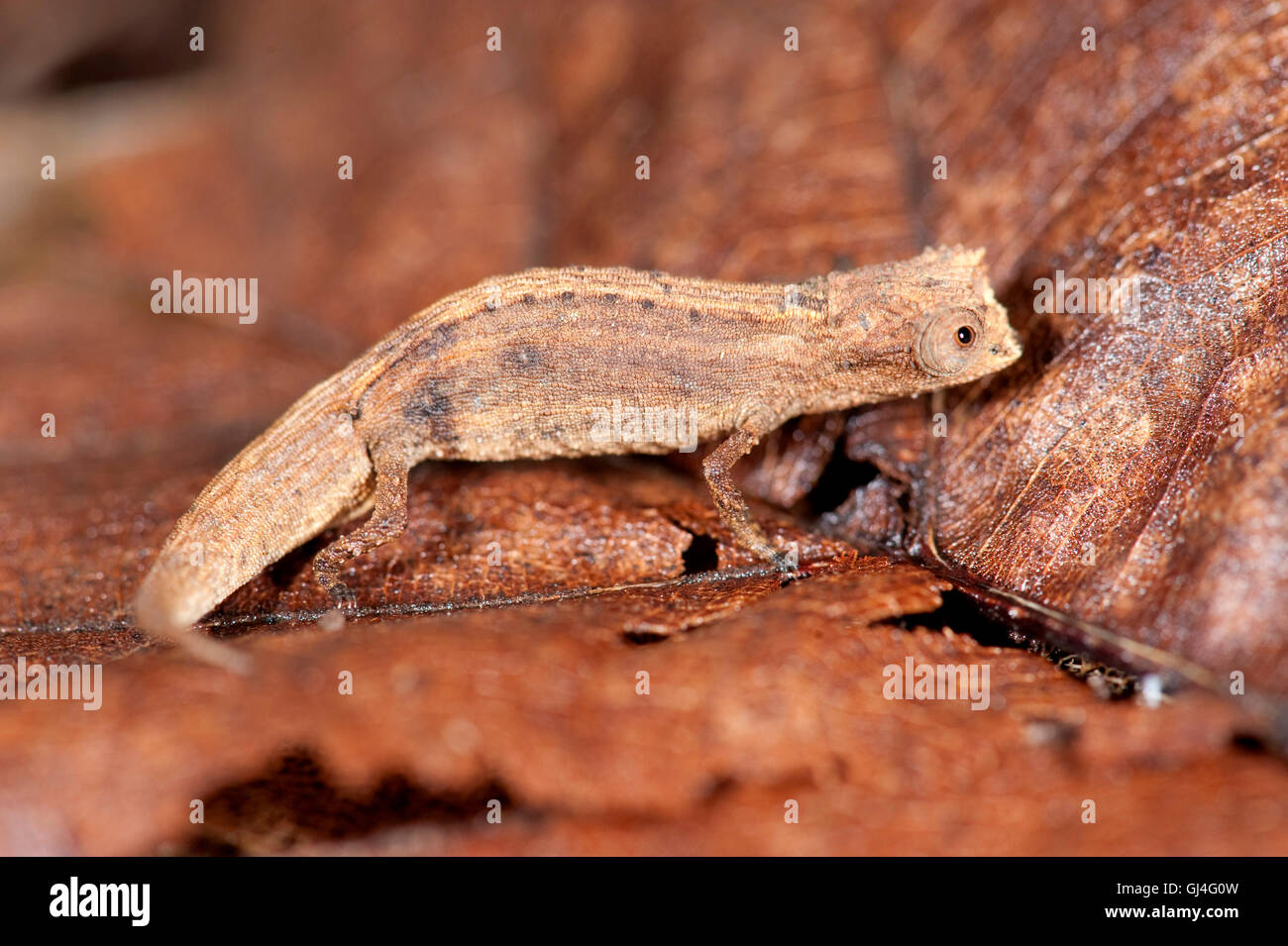 Pygmy or Dwarf Chameleon Brookesia peyrierasi Madagascar Stock Photo ...