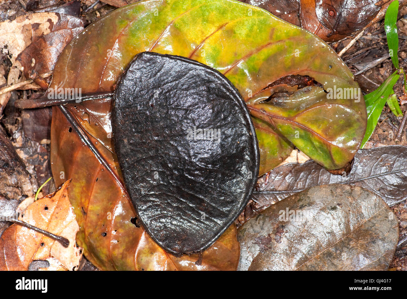 Seed Pod in rainforest Madagascar Stock Photo - Alamy