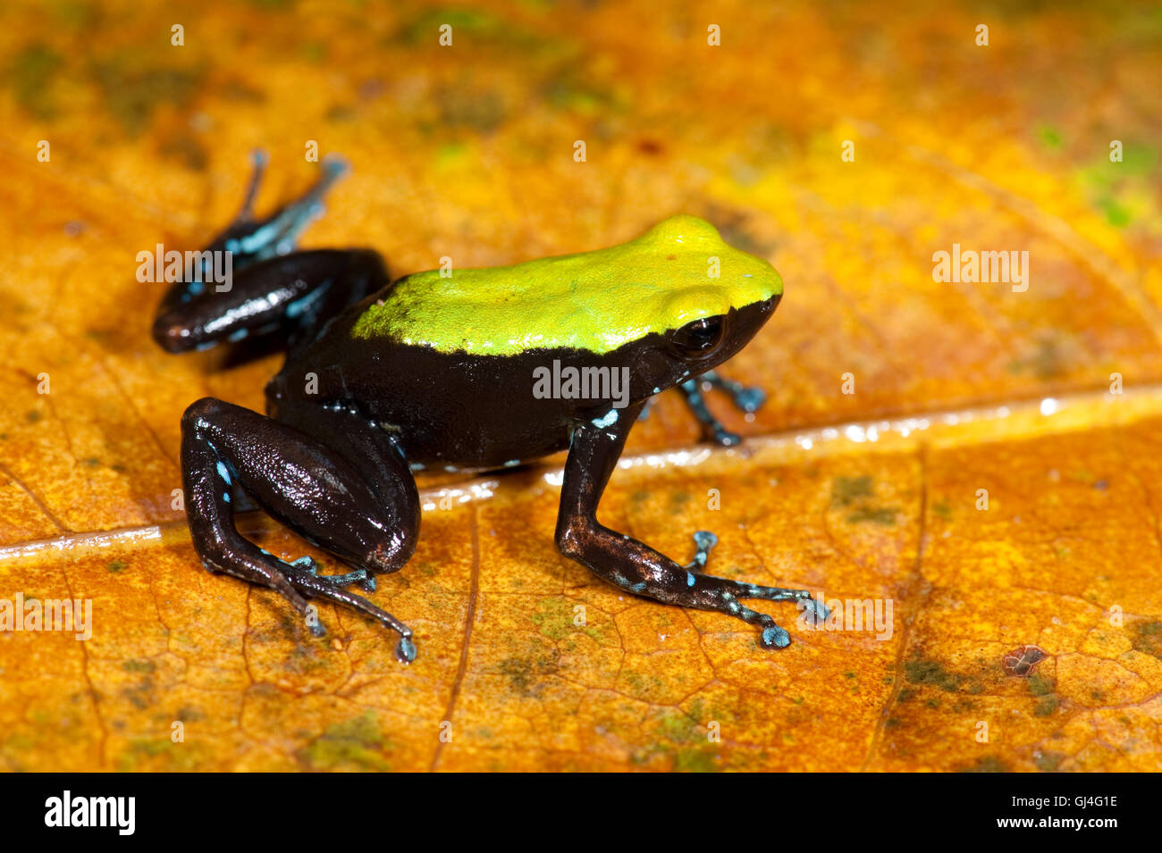 Mantella Frog Mantella laevigata Madagascar Stock Photo - Alamy