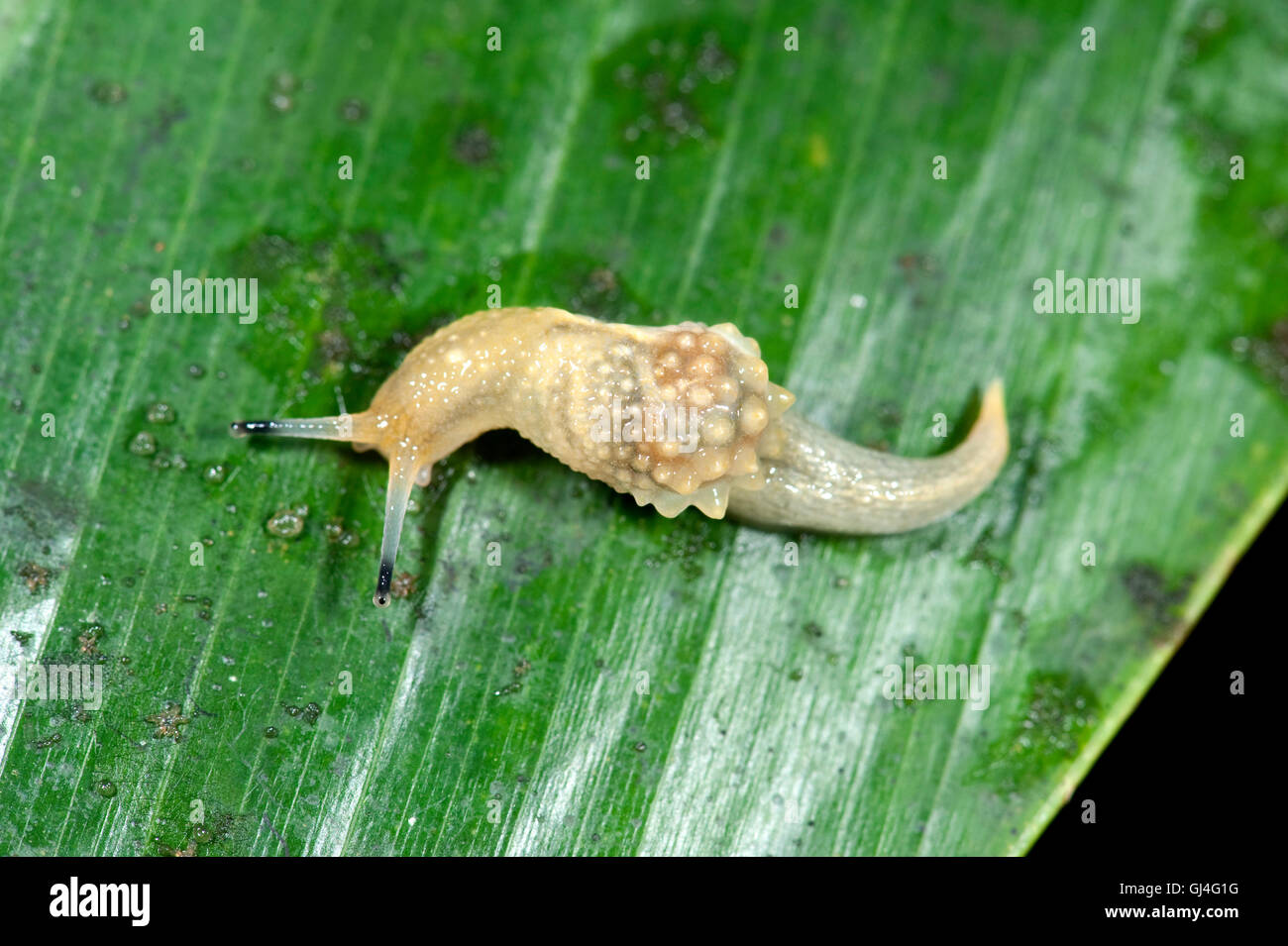 Madagascar rainforest animal hi-res stock photography and images - Alamy