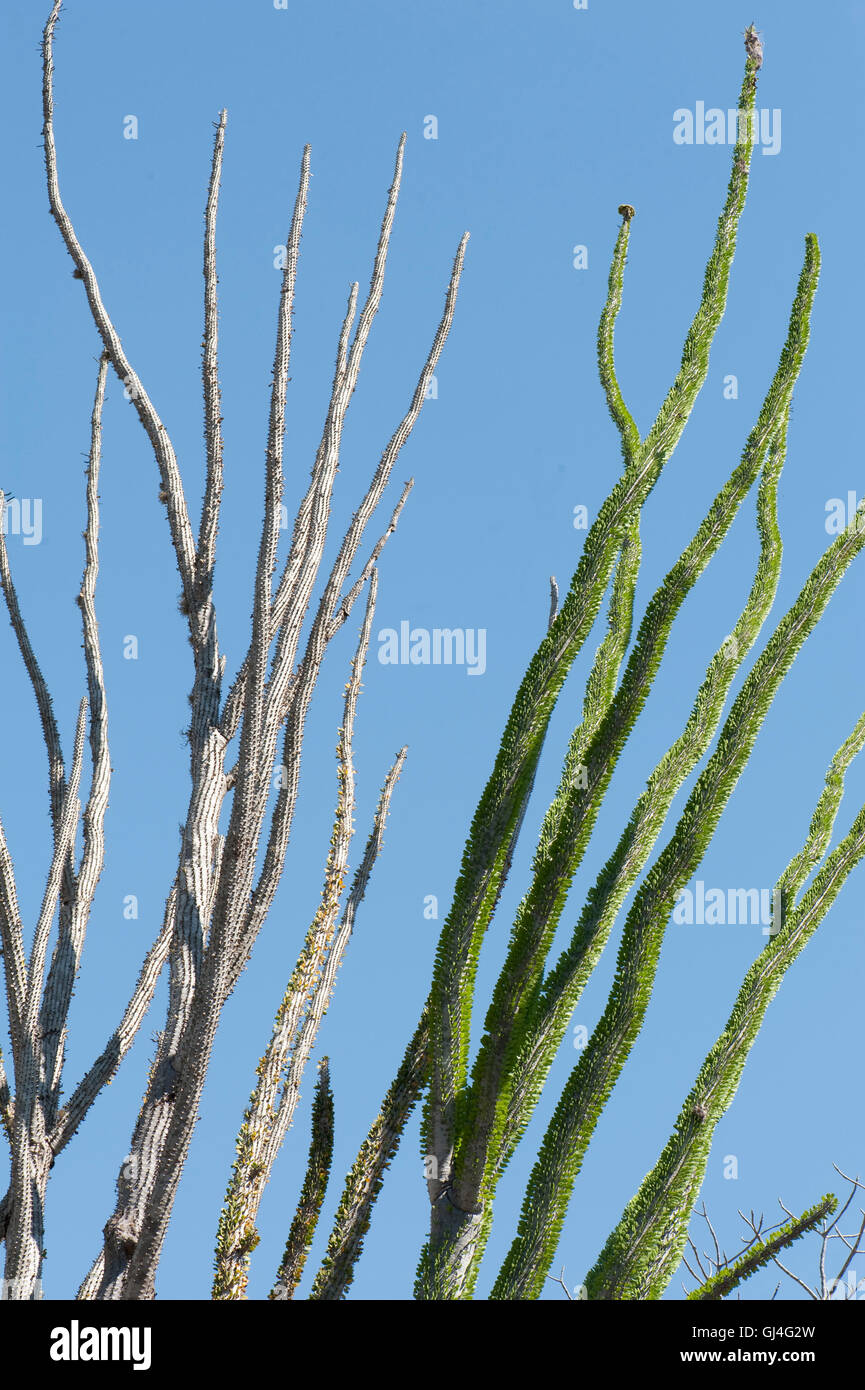 Octopus Tree Didierea madagascariensis Madagascar Stock Photo - Alamy