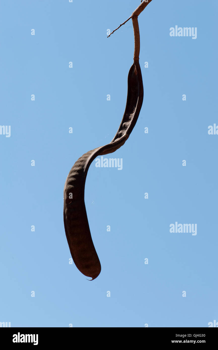 Blue seed pods hi-res stock photography and images - Alamy