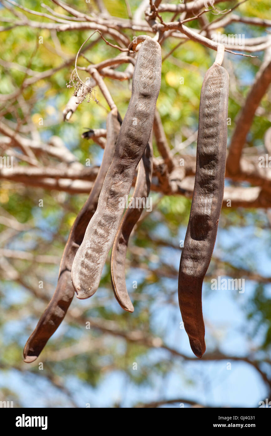 Seed pods hi-res stock photography and images - Alamy