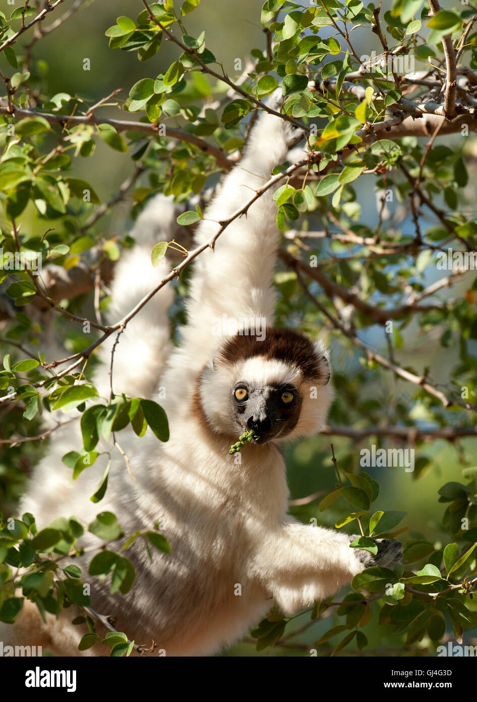 Verreaux's sifaka Propithecus verreauxi Madagascar Stock Photo - Alamy