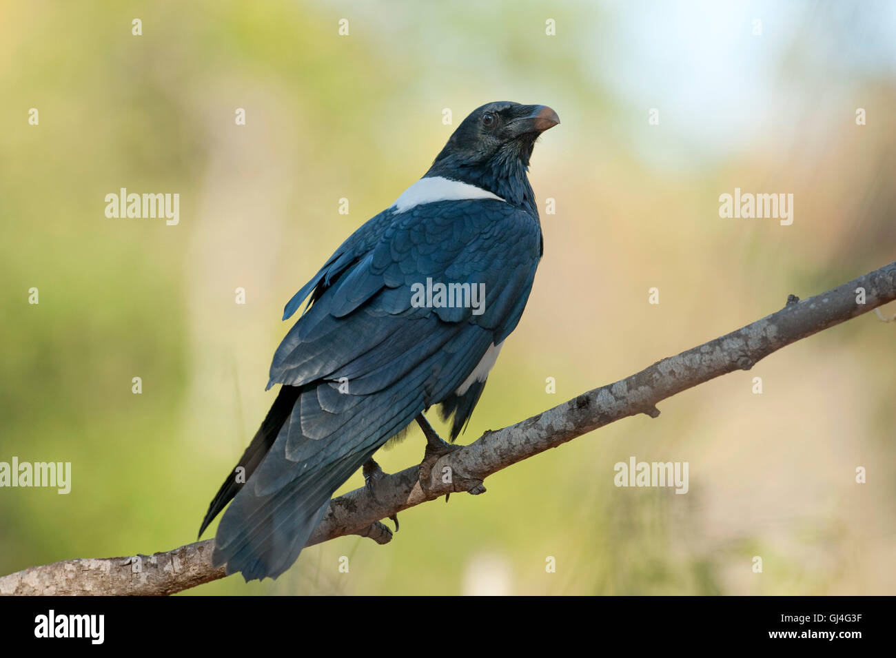 Pied crow Corvus albus Madagascar Stock Photo - Alamy