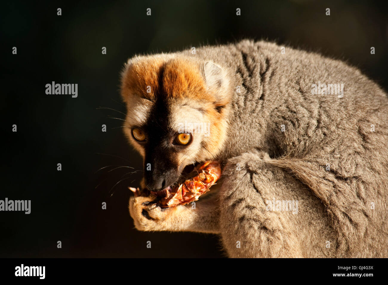 Red-fronted brown lemur Eulemur rufus Madagascar Stock Photo - Alamy