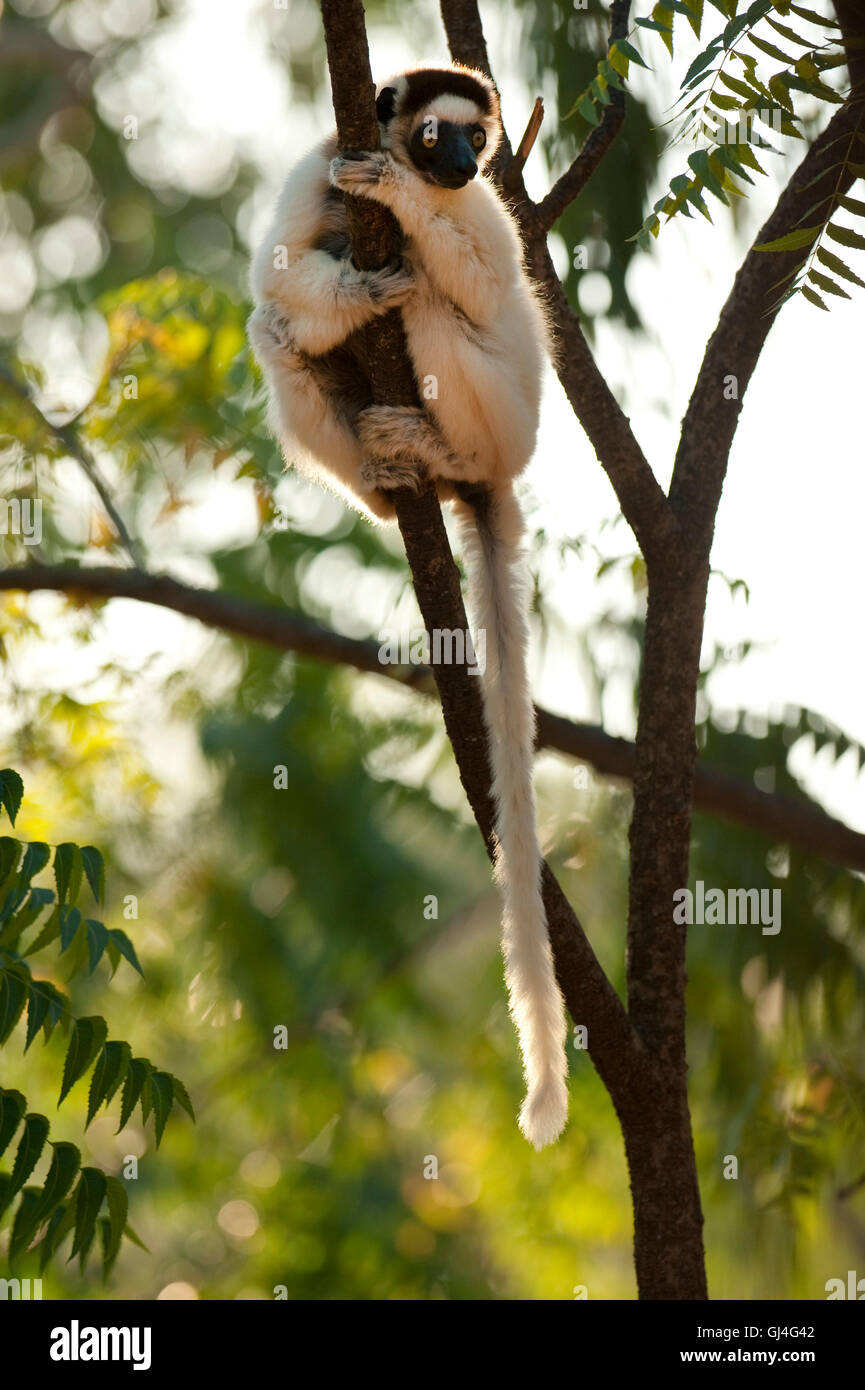 Verreaux's sifaka Propithecus verreauxi Madagascar Stock Photo - Alamy