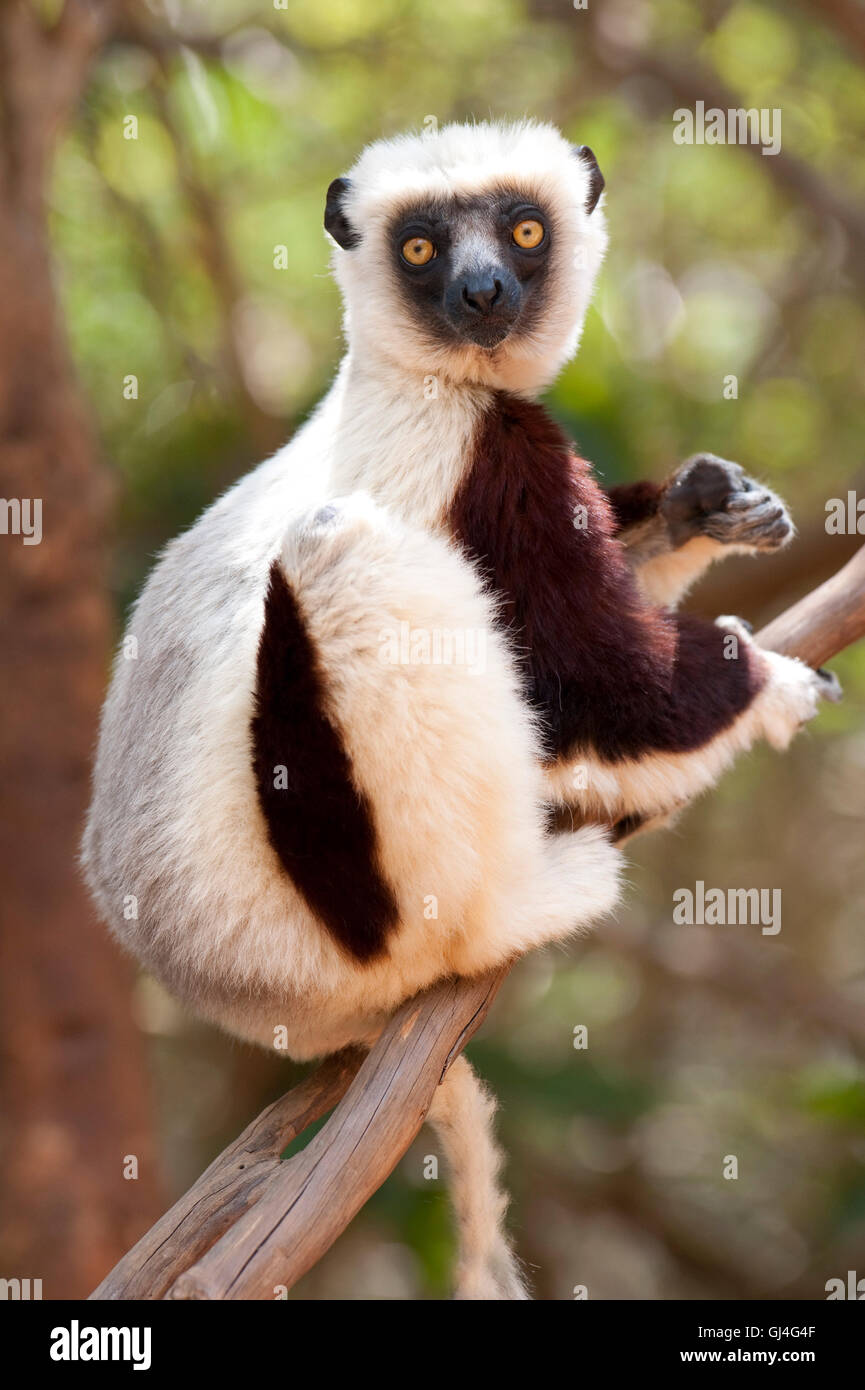 Coquerel's sifaka Propithecus coquereli Madagascar Stock Photo - Alamy