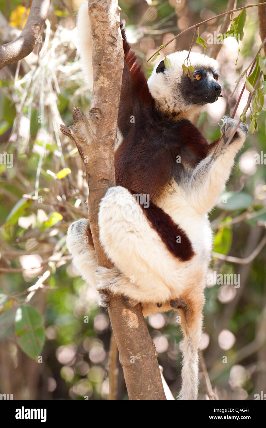 Coquerel's sifaka Propithecus coquereli Madagascar Stock Photo - Alamy