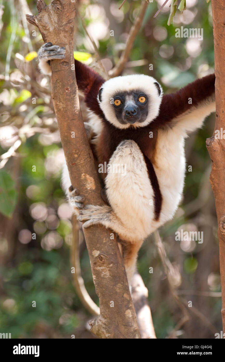 Coquerel's sifaka Propithecus coquereli Madagascar Stock Photo - Alamy