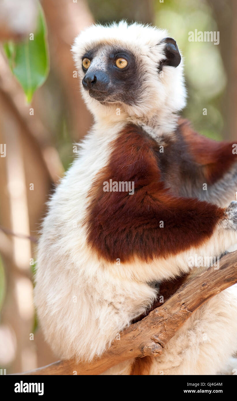 Coquerel's sifaka Propithecus coquereli Madagascar Stock Photo - Alamy