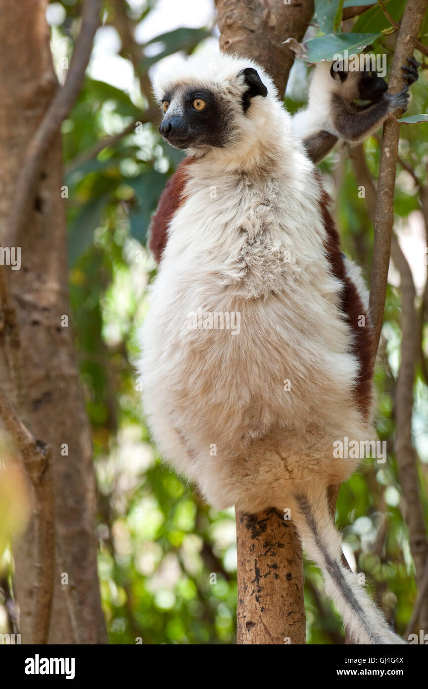 Coquerel's sifaka Propithecus coquereli Madagascar Stock Photo - Alamy