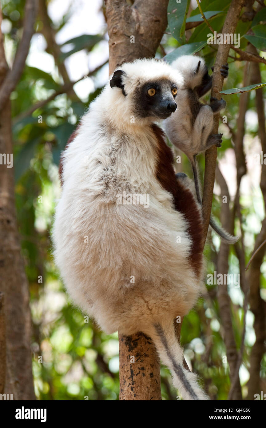 Coquerel's sifaka Propithecus coquereli Madagascar Stock Photo - Alamy