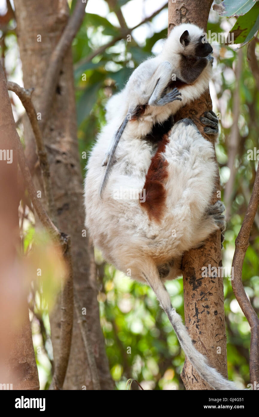 Coquerel's sifaka Propithecus coquereli Madagascar Stock Photo - Alamy