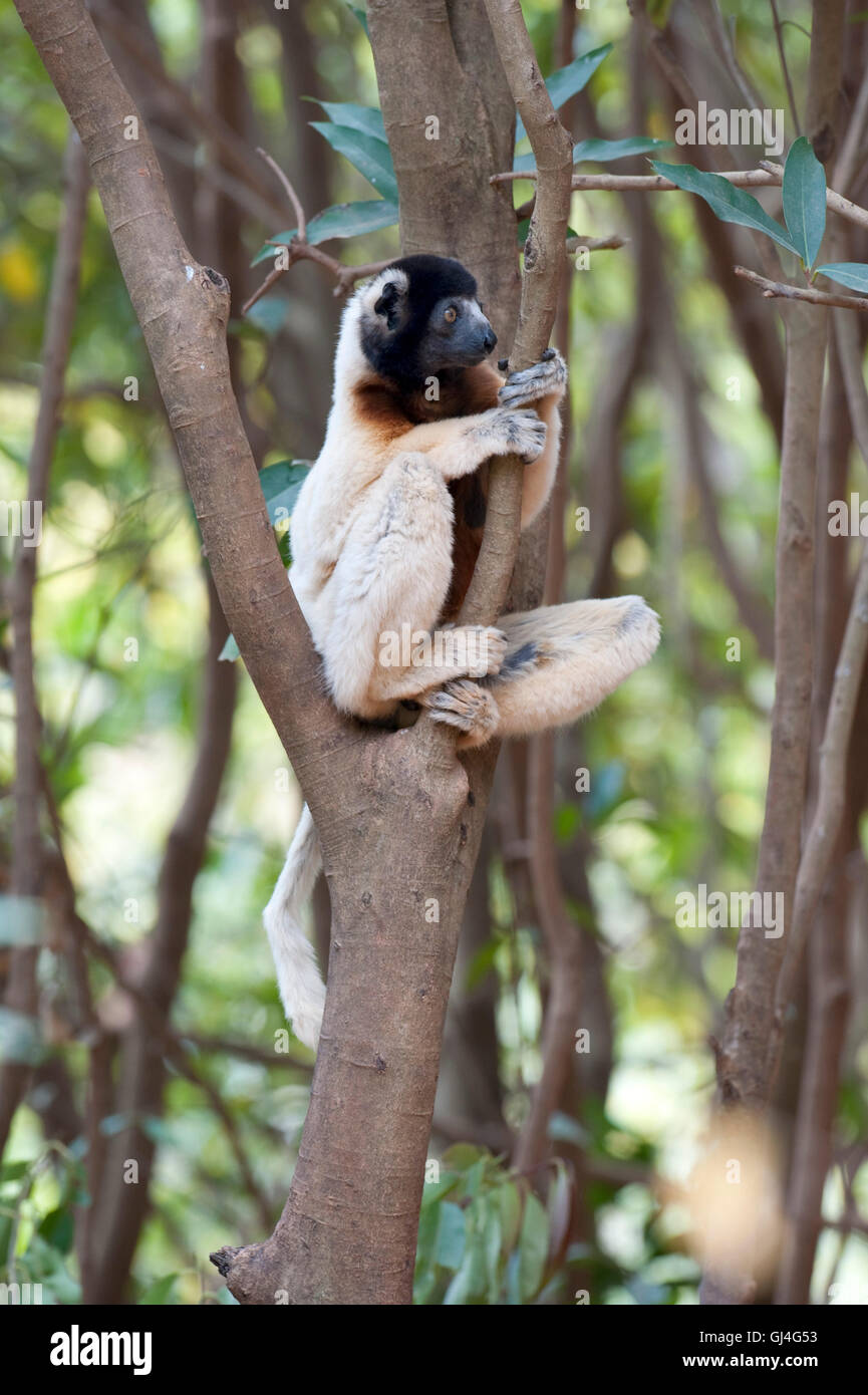 Crowned Sifaka Propithecus coronatus Madagascar Stock Photo - Alamy