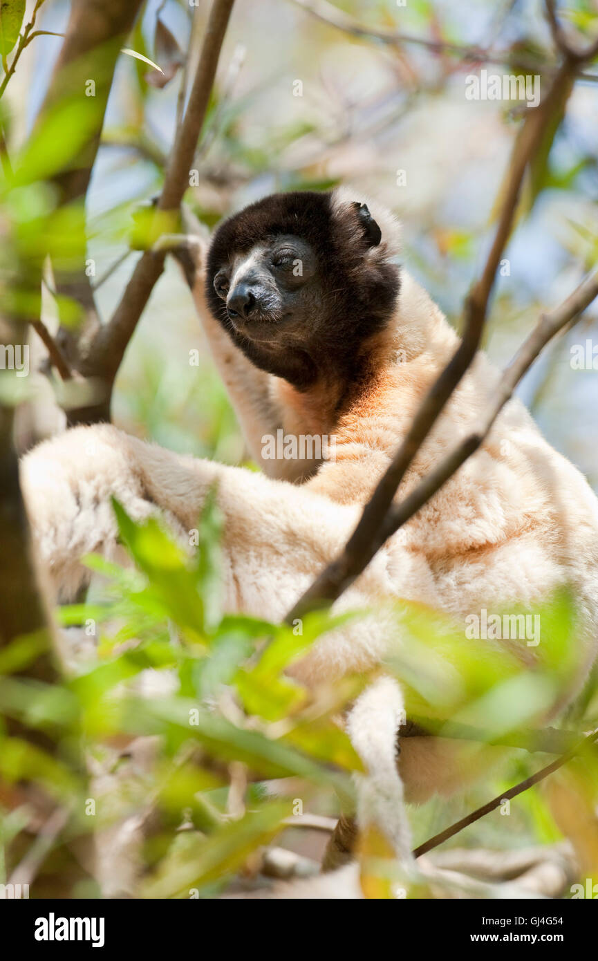 Crowned Sifaka Propithecus coronatus Madagascar Stock Photo - Alamy