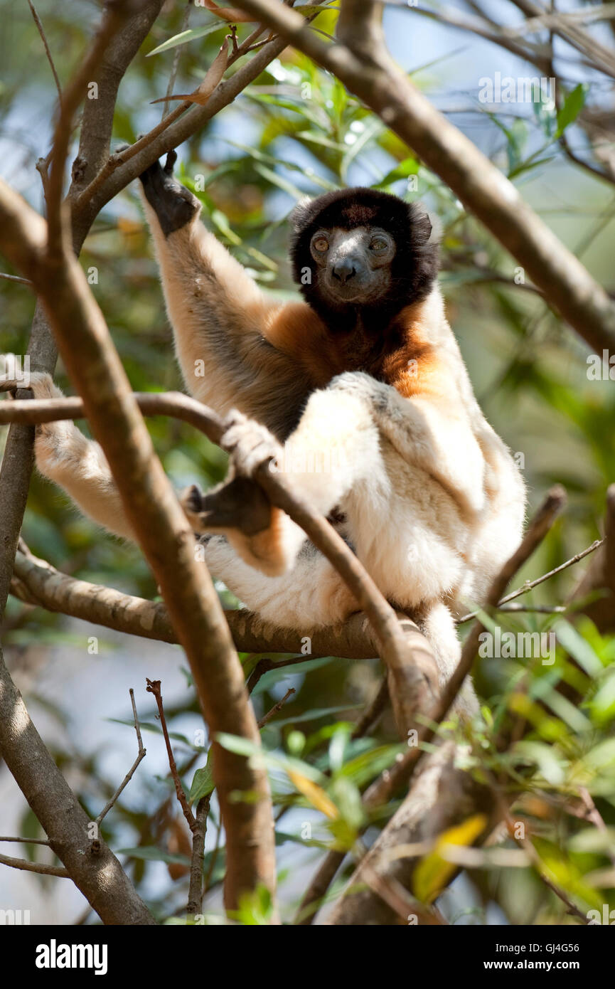 Crowned Sifaka Propithecus coronatus Madagascar Stock Photo - Alamy