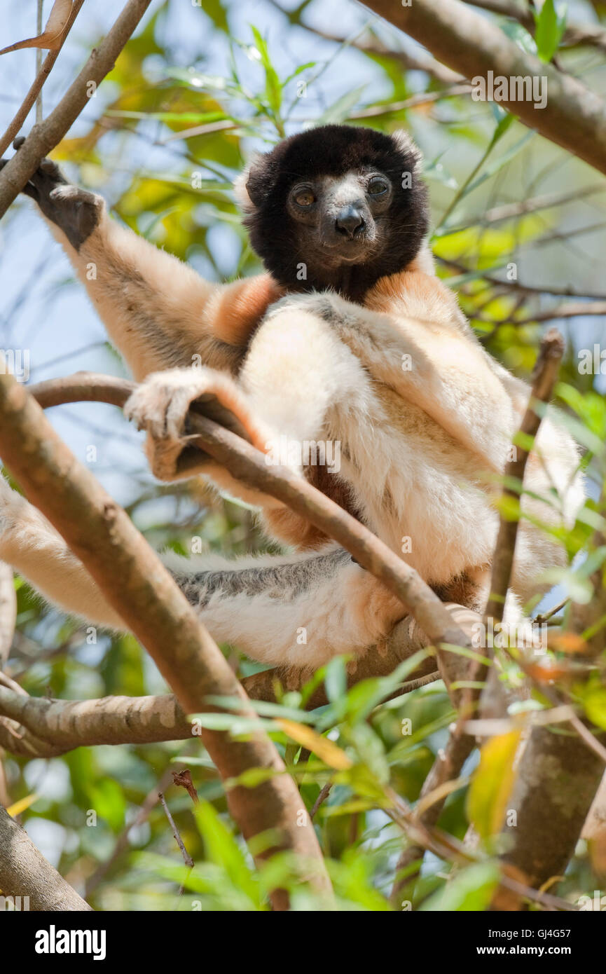 Crowned Sifaka Propithecus coronatus Madagascar Stock Photo - Alamy