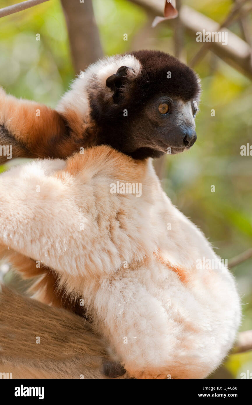 Crowned Sifaka Propithecus coronatus Madagascar Stock Photo - Alamy