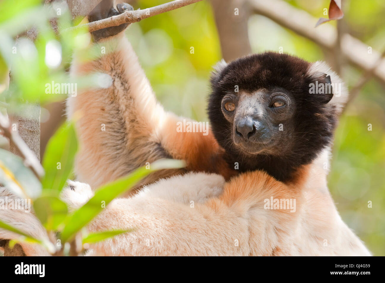Crowned Sifaka Propithecus coronatus Madagascar Stock Photo - Alamy