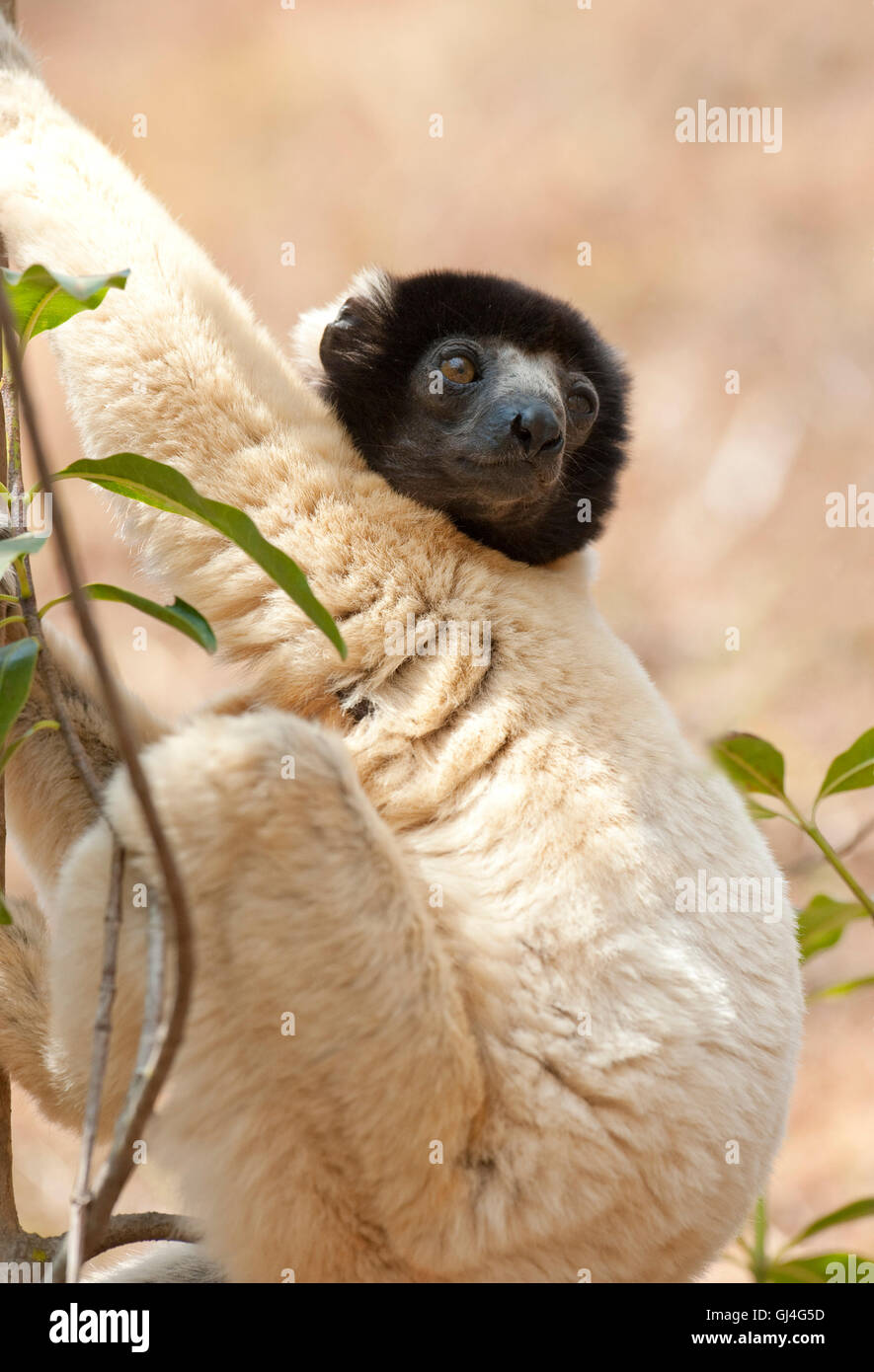 Crowned Sifaka Propithecus coronatus Madagascar Stock Photo - Alamy